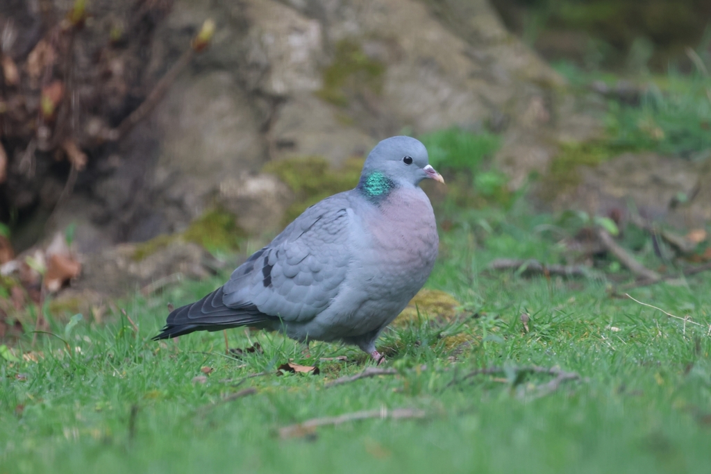 Stock Dove from West Yorkshire, England, GB on April 3, 2023 by sam ...