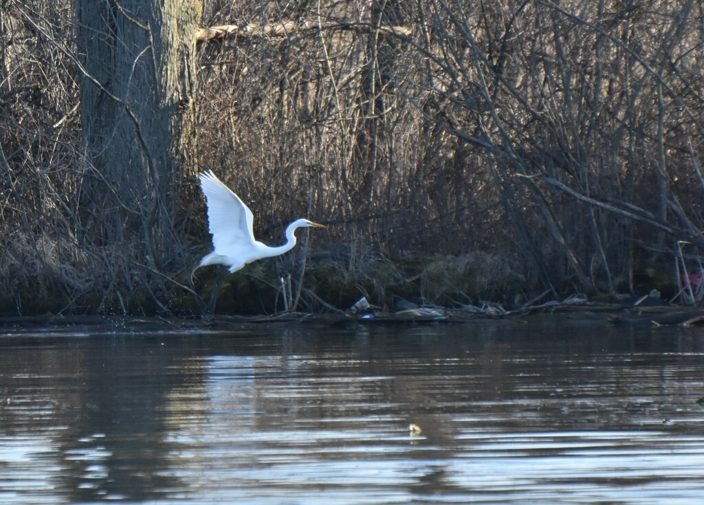 Great Egret from Portage Lakes, OH 44319, USA on April 03, 2023 at 08: ...