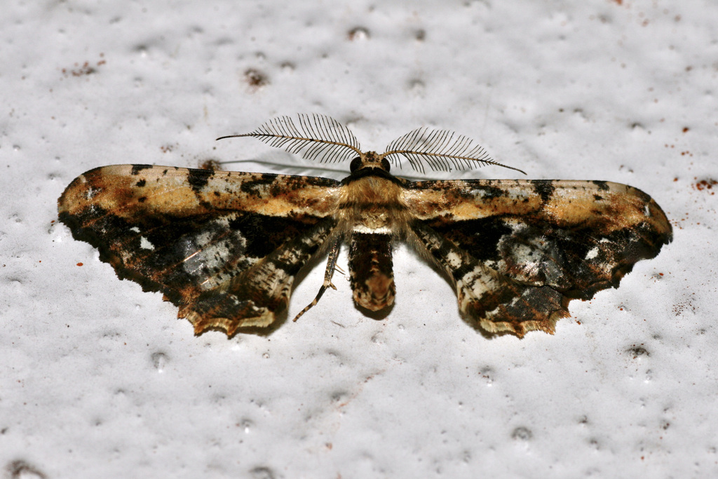 Apophyga apona from Bukit Fraser, 49000 Bukit Fraser, Pahang, Малайзия ...