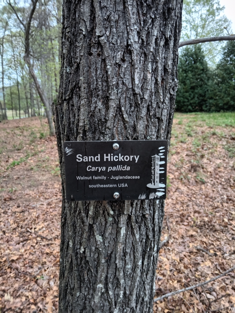 sand hickory from Greenville, SC 29613, USA on April 3, 2023 at 12:54 ...