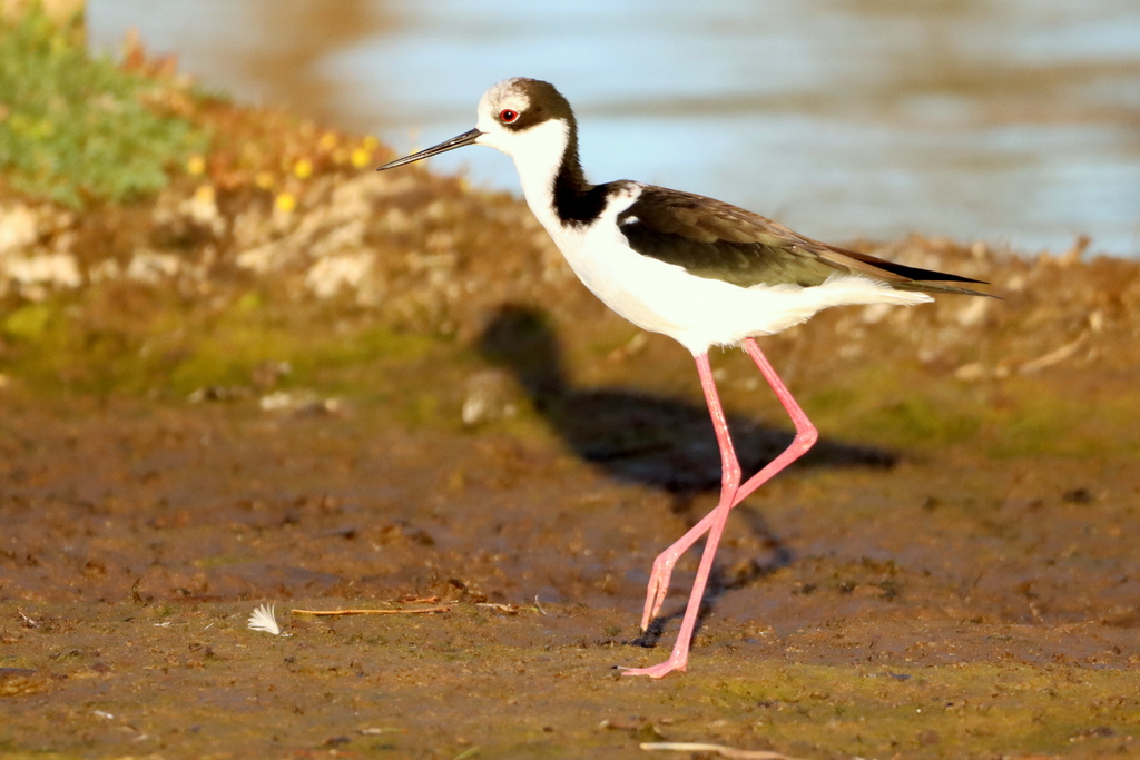White-backed Stilt from Cardenal Caro, O'Higgins, Chile on April 1 ...