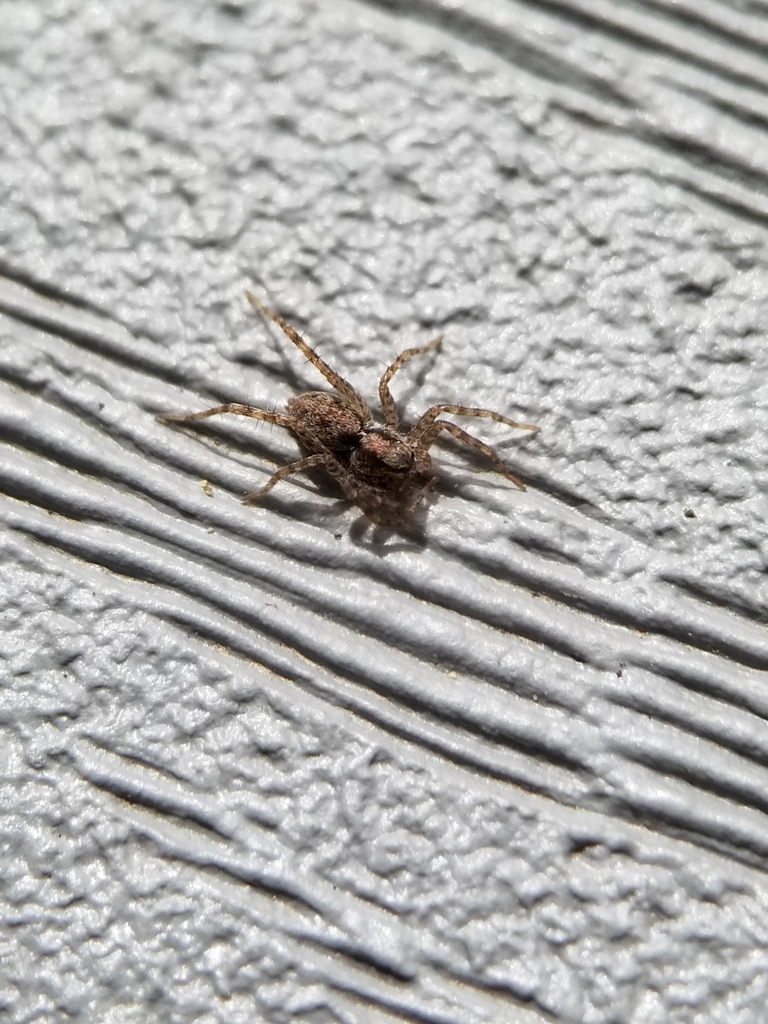 Shore Spider from Groton Township, OH, USA on April 03, 2023 at 01:02 ...