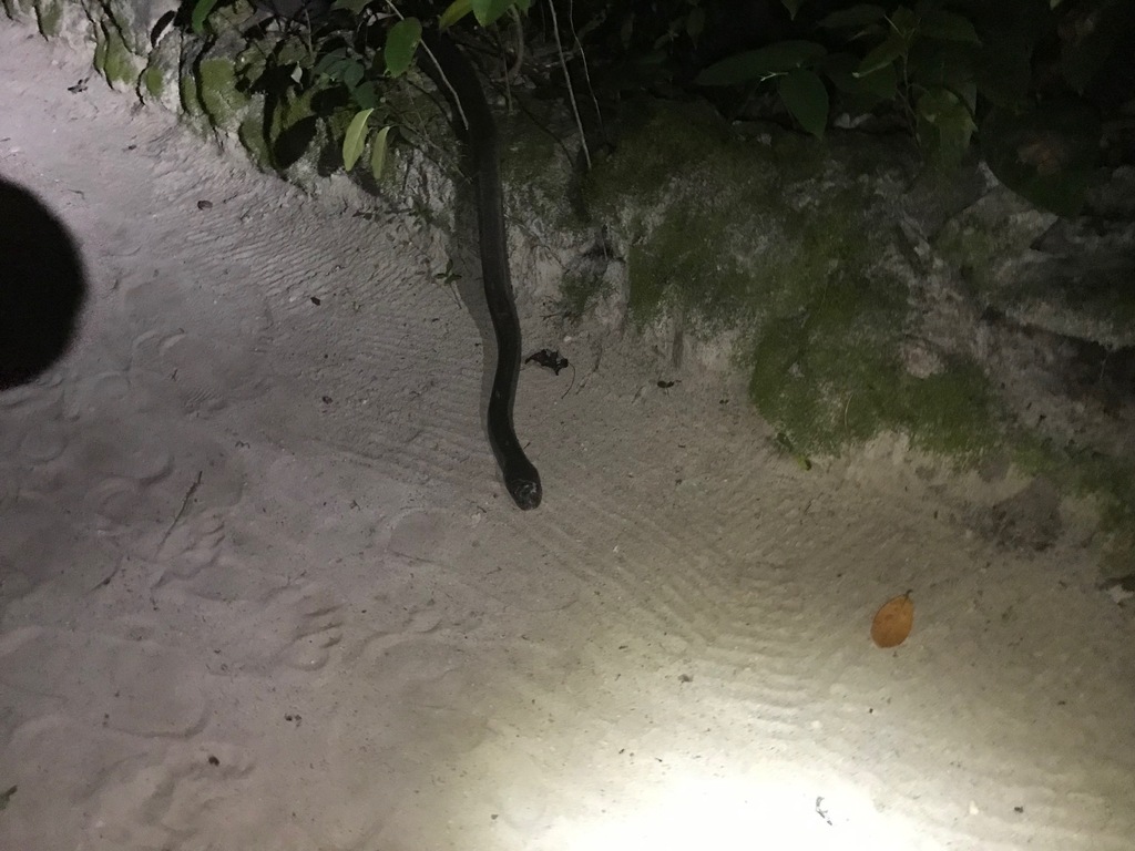 Irian Python from Kri Island, West Papua, Indonesia on March 4, 2023 at ...