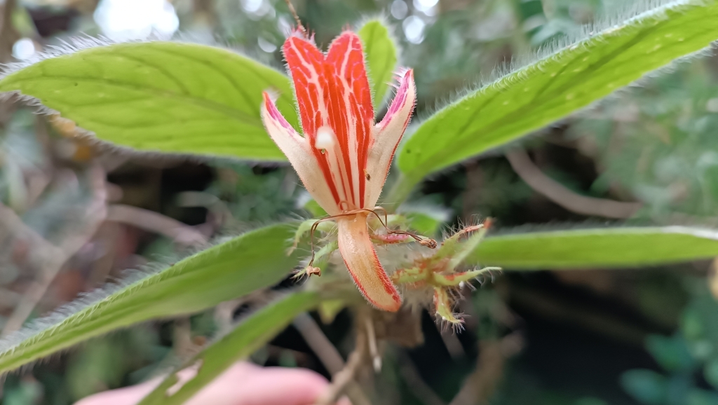 Columnea hirsuta from Portland Gap Cabins on April 2, 2023 at 09:07 AM ...