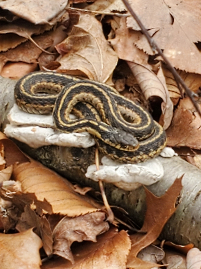 Common Garter Snake from Highlands, Wilmington, DE 19806, USA on April ...