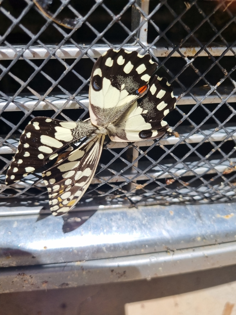 Lime Swallowtail from Winton QLD 4735, Australia on April 03, 2023 at ...