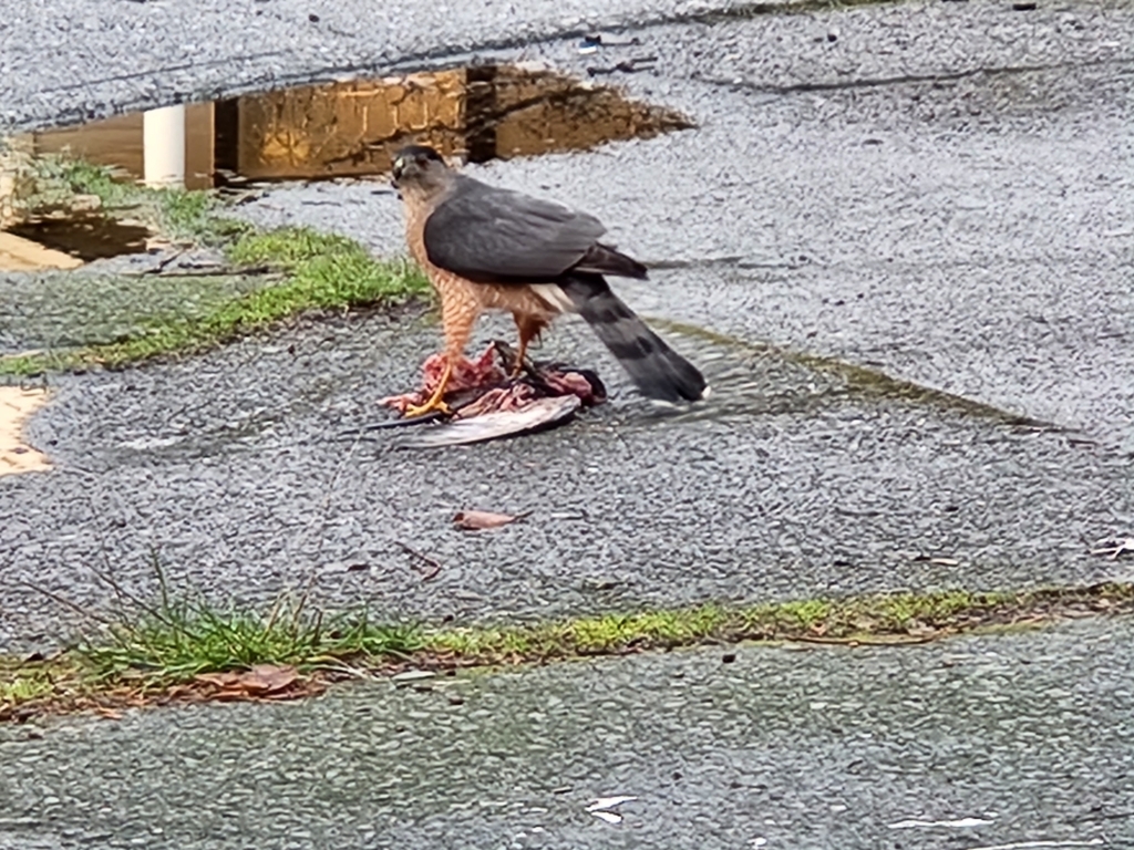 Accipiters from 98115 on February 05, 2023 at 04:45 PM by Jack Lazette ...