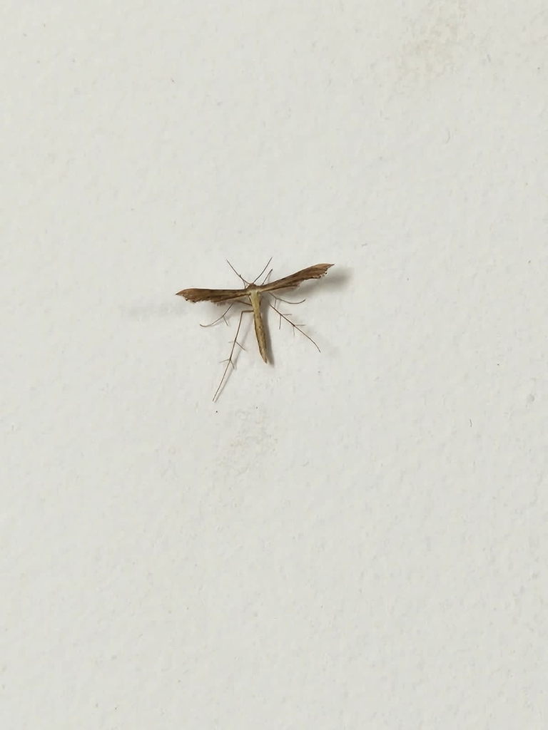 Fire-flag Plume Moth from Águas Claras by Maria Sampaio · iNaturalist