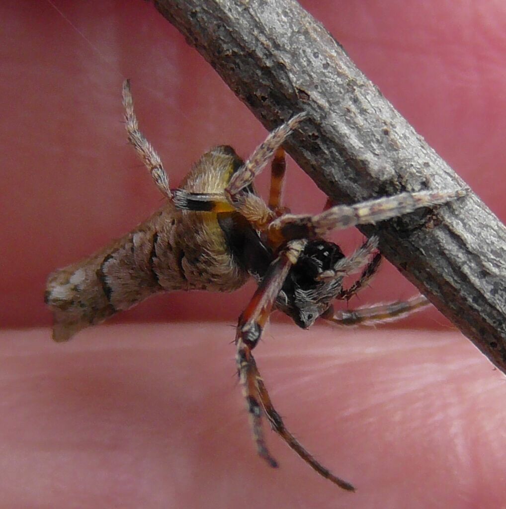 Acroaspis from Watsonville QLD 4887, Australia on April 04, 2023 at 11: ...