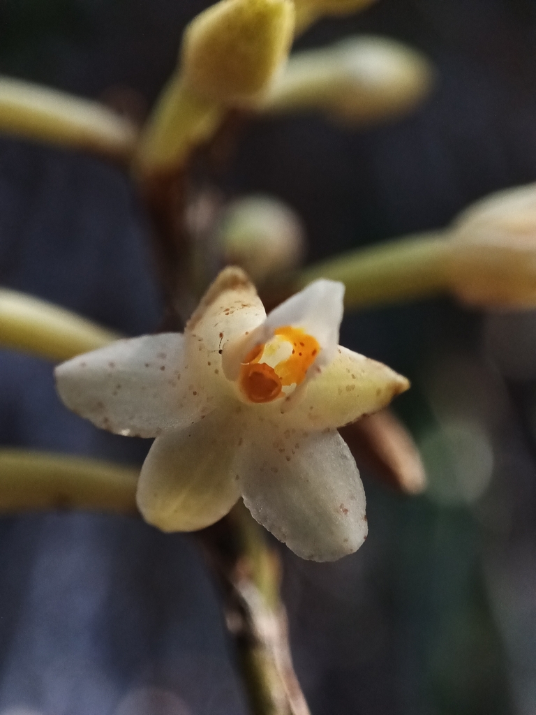 Easter Orchid from Abel Tasman, Abel Tasman National Park, NZ-TS-TM, NZ ...