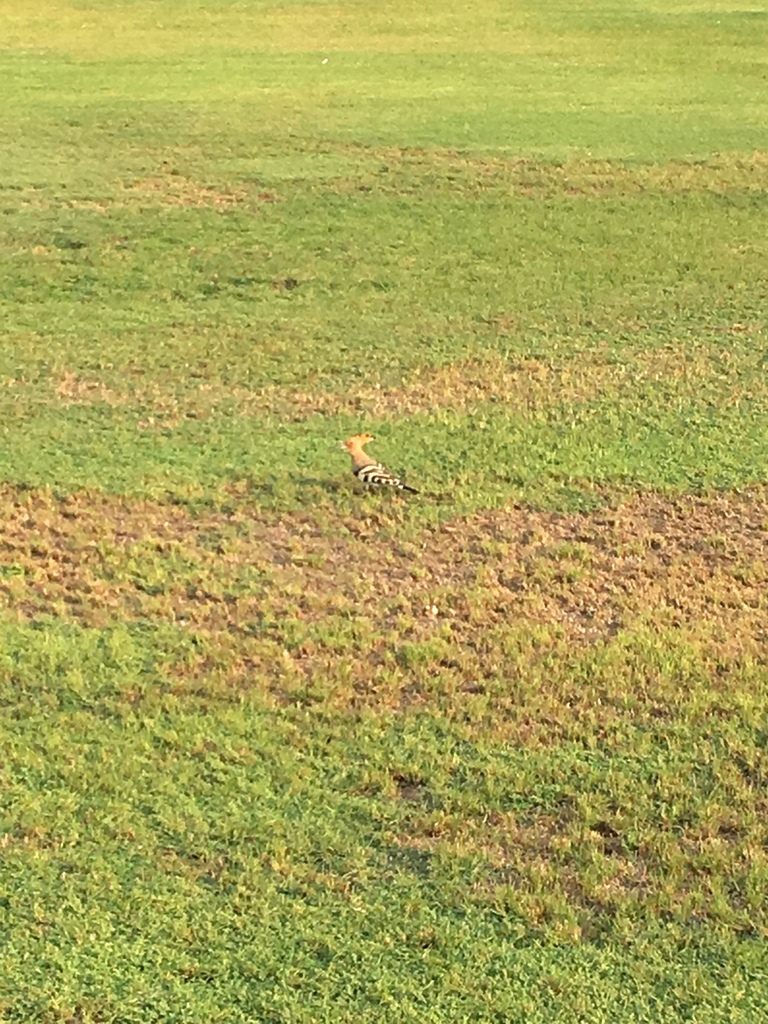 Common Hoopoe from Rolling Hills Golf Course, Dhahran, Ash Sharqiyah ...