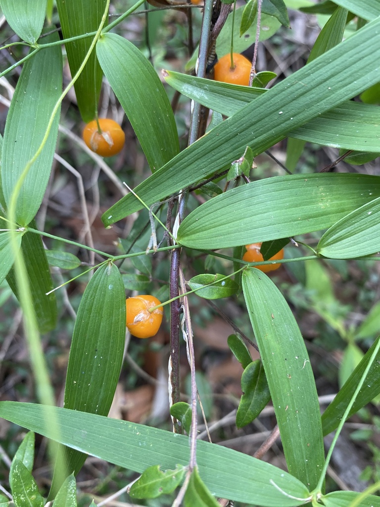 Wombat Berry from Moffat St, Moffat Beach, QLD, AU on April 4, 2023 at ...