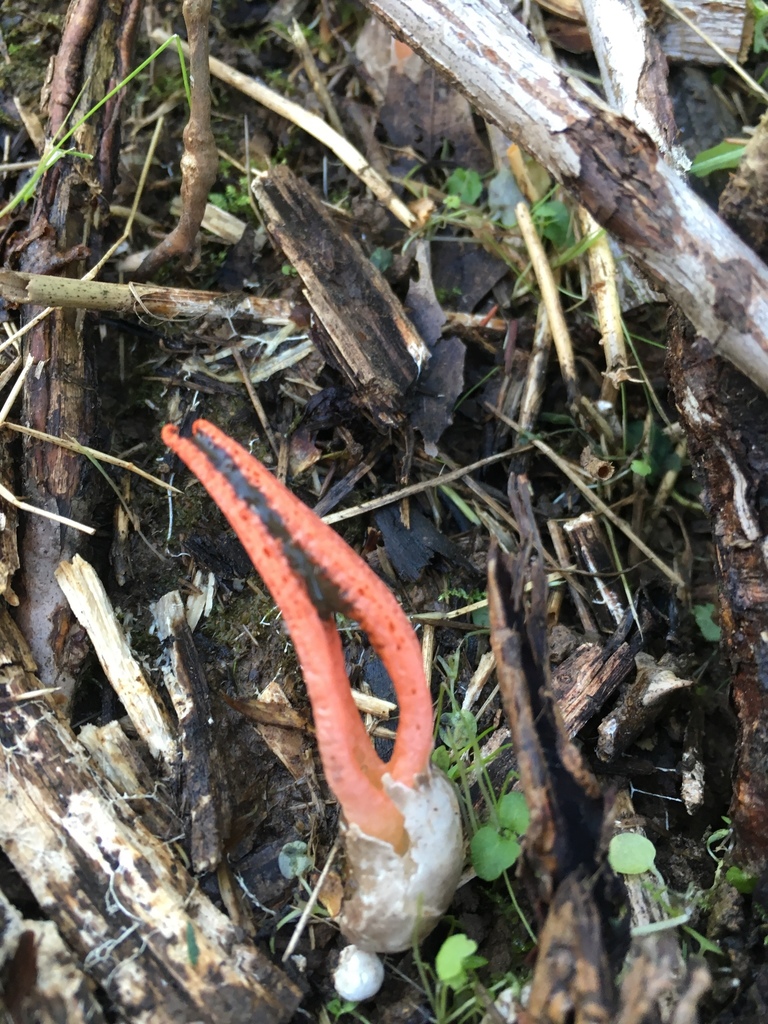stinky squid from John Heinz National Wildlife Refuge at Tinicum ...