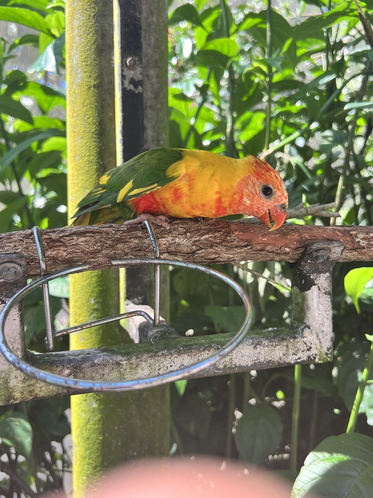 Parrots in April 2023 by Angie Kojrekar · iNaturalist