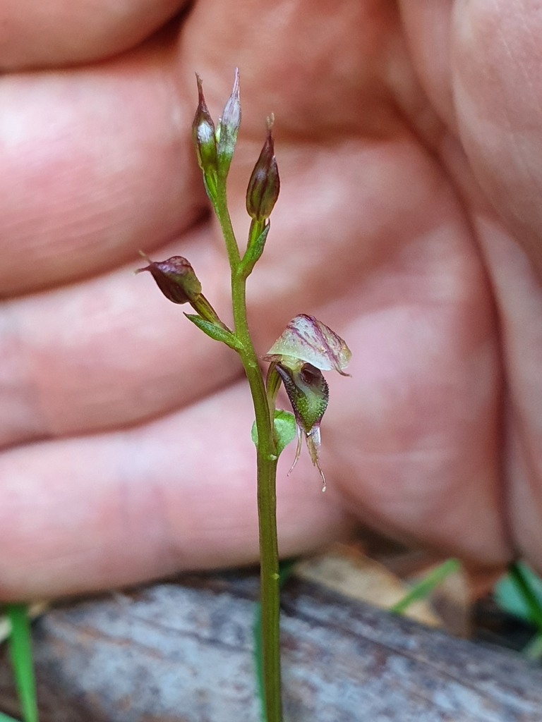 Pixie Caps from Kellyville NSW 2155, Australia on June 01, 2020 at 09: ...