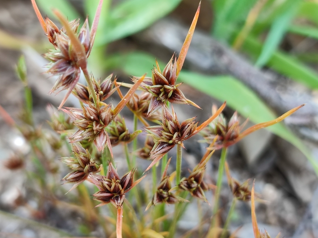 dwarf rush from União das freguesias de São Facundo e Vale das Mós ...