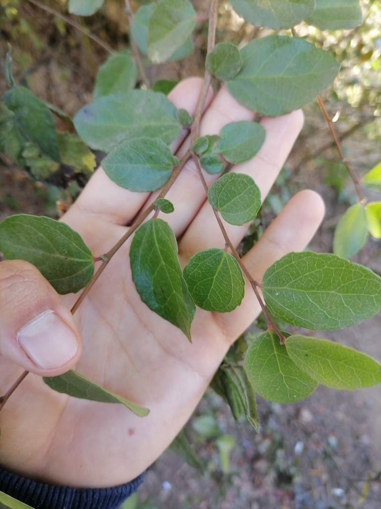 Azara celastrina from San Antonio, CL-VS, CL on April 04, 2023 at 09:35 ...