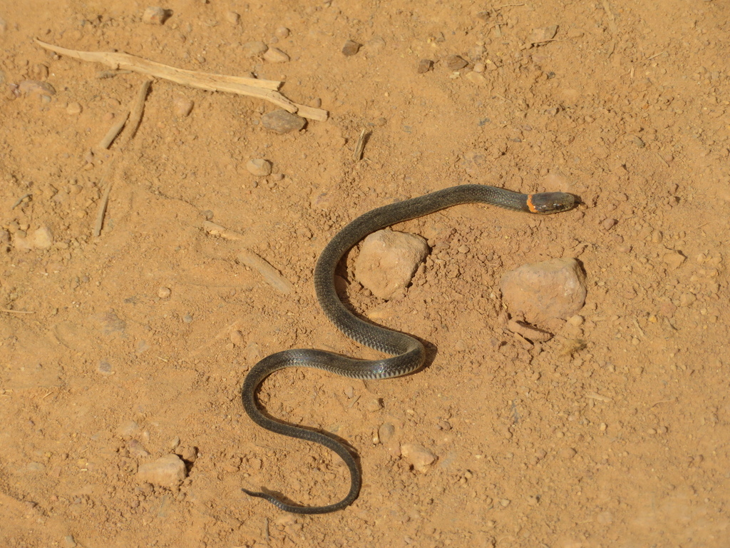 Tawney-headed Litter Snake from Betulia, Santander, Colombia on January ...