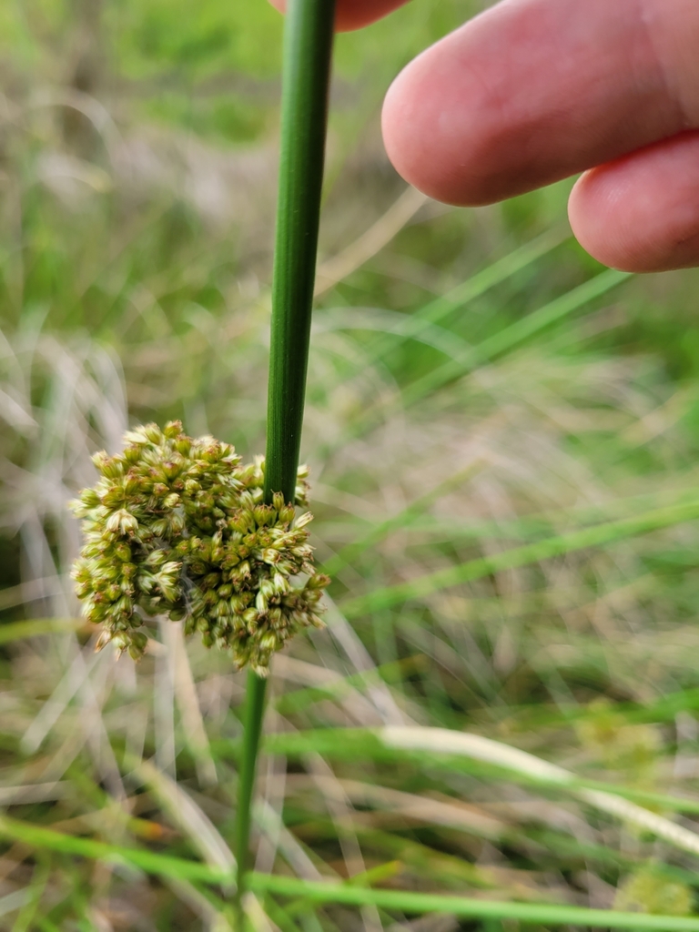 Soft Rush from Monroe City, TX 77514, USA on April 4, 2023 at 09:04 AM ...
