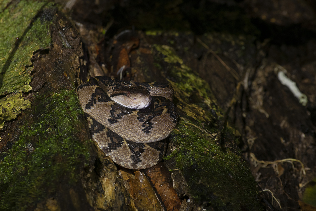South American Bushmaster in March 2023 by Marllus Rafael Almeida ...