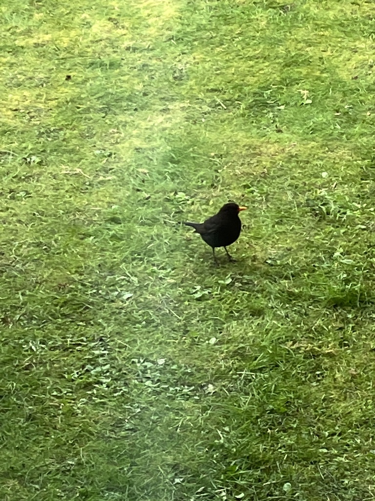 Eurasian Blackbird from Drumcliff Ave, Londonderry, Northern Ireland ...