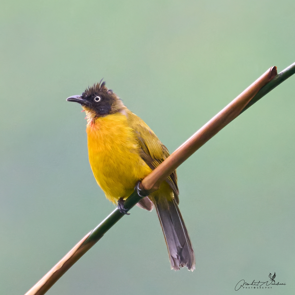 Ruby-throated Bulbul in March 2023 by Mohit Nanwani · iNaturalist