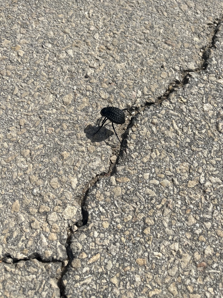 Pitted Beetle from Golf Course Walking Trail Road, الظهران, Eastern ...