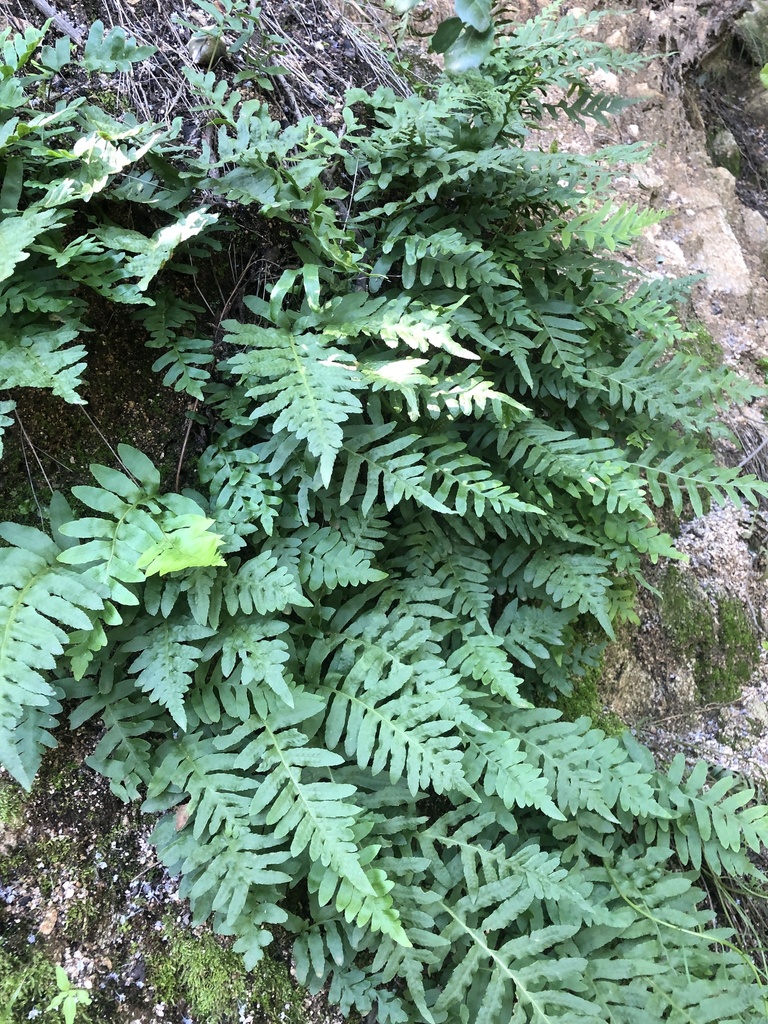 California Polypody from Los Angeles County, US-CA, US on April 04 ...