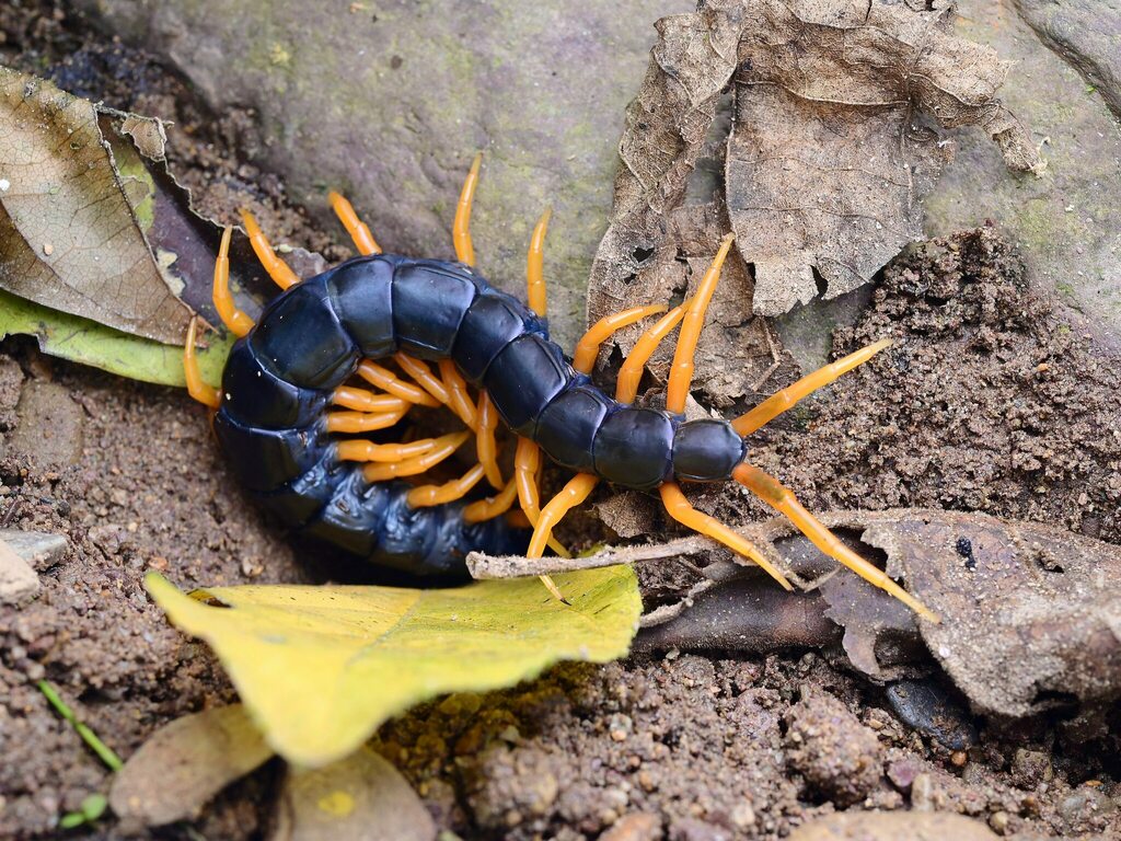 Waterfall Centipede from 中国云南省西双版纳傣族自治州勐腊县 on April 2, 2023 at 10:35 PM ...