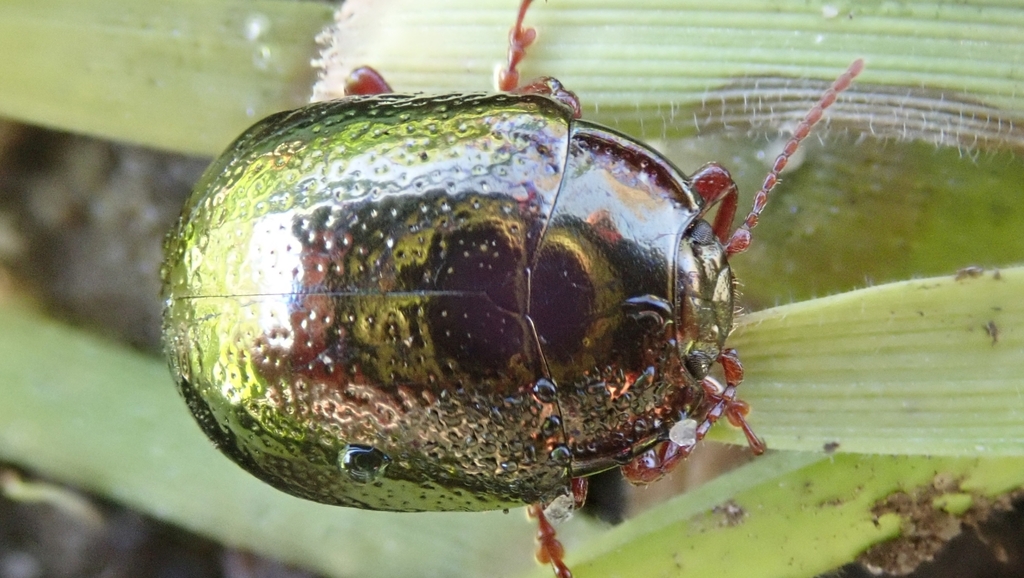 Bronze Beetle from Arne, Wareham BH20 5BJ, UK on April 4, 2023 at 10:46 ...