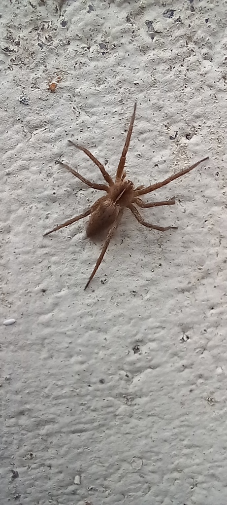European Nursery Web spider from 76640 Foucart, France on March 14 ...