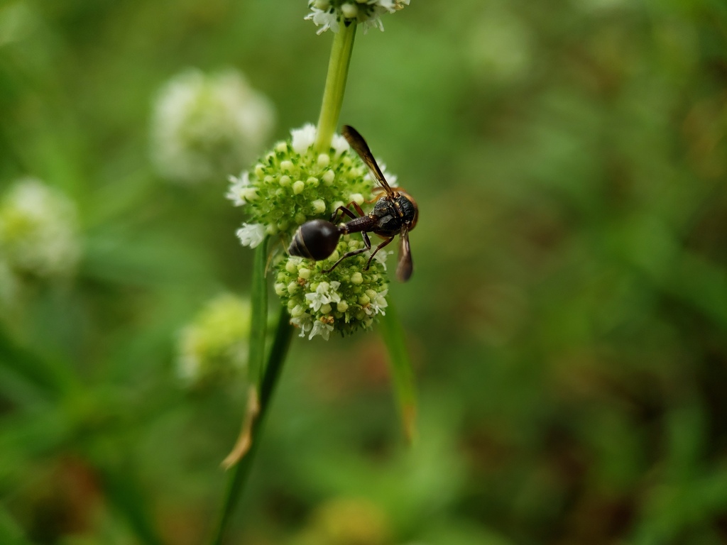 Zethus miniatus from Conj. Pres. Castelo Branco III, João Pessoa - PB ...