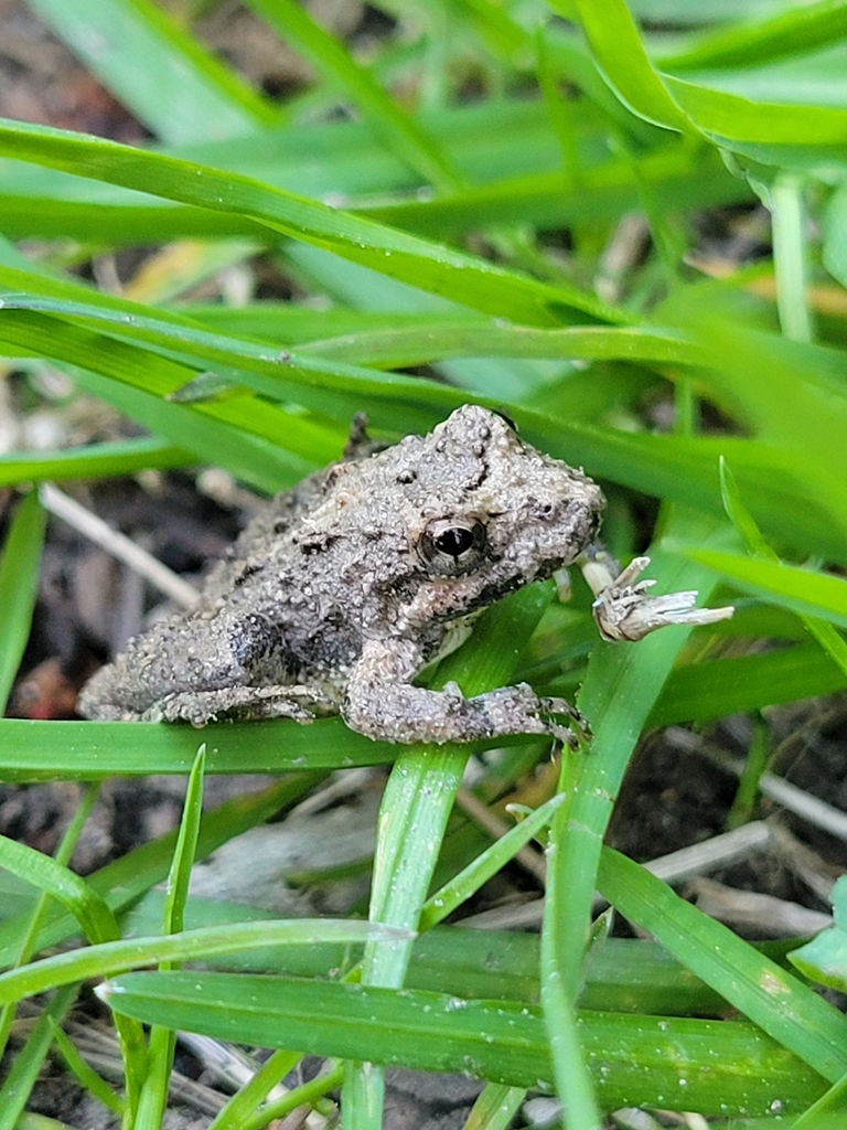 Northern Cricket Frog in April 2023 by j i · iNaturalist
