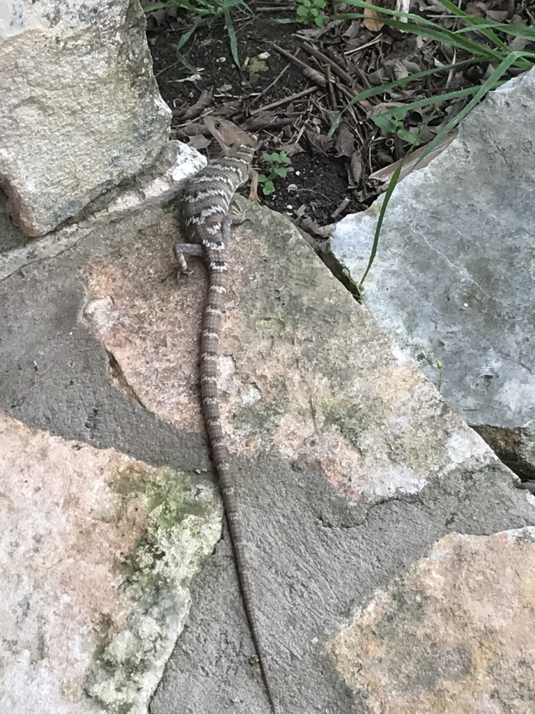 Texas Alligator Lizard from SH-39, Hunt, TX, US on April 04, 2023 at 05 ...
