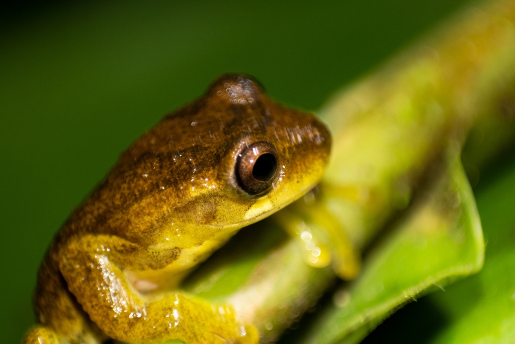 Boettger's Colombian Tree Frog from Pereira, Risaralda, Colombia on ...