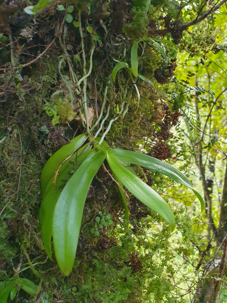 Fleshy Tree Orchid from 7183, New Zealand on March 31, 2023 at 03:16 PM ...