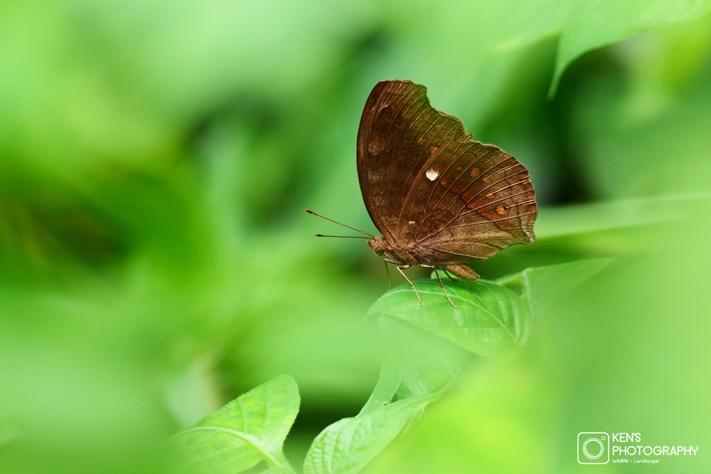 Brown Pansy from Bukit Panjang, 新加坡 on October 15, 2022 at 01:35 PM by ...