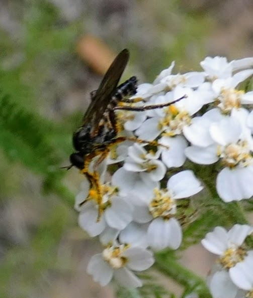 Dance Flies from Terrace Bay on July 23, 2021 at 01:40 PM by Kathy ...