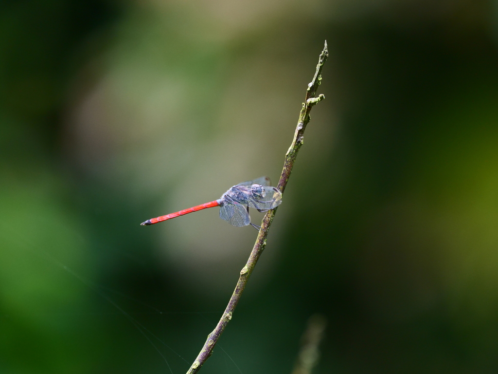 Asian Blood Tail from Pasir Ris, 新加坡 on October 21, 2022 at 08:43 AM by ...