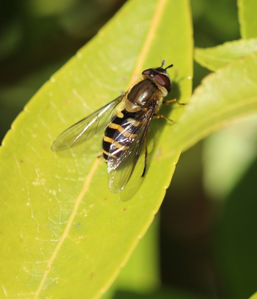 Hairy-eyed Flower Fly from Big Finn Hill Park on April 04, 2023 at 05: ...