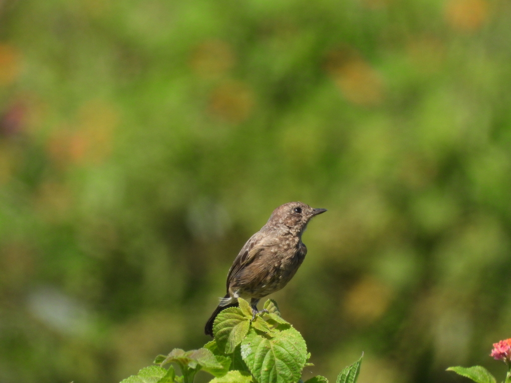 Pied Bushchat from Mbay Saltfield on March 13, 2023 at 10:55 AM by Peri ...