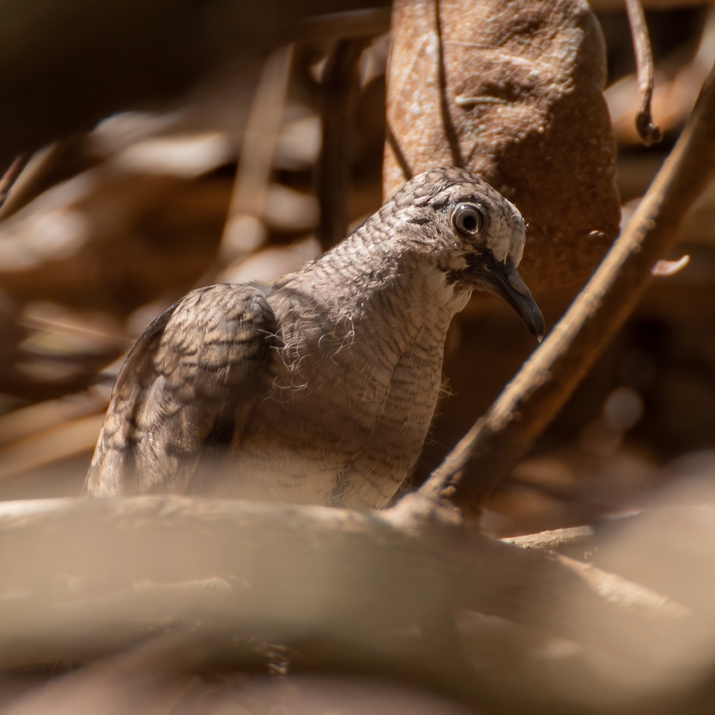 Inca Dove from Parque Ecologico Bosque De Cinquera on April 4, 2023 at ...