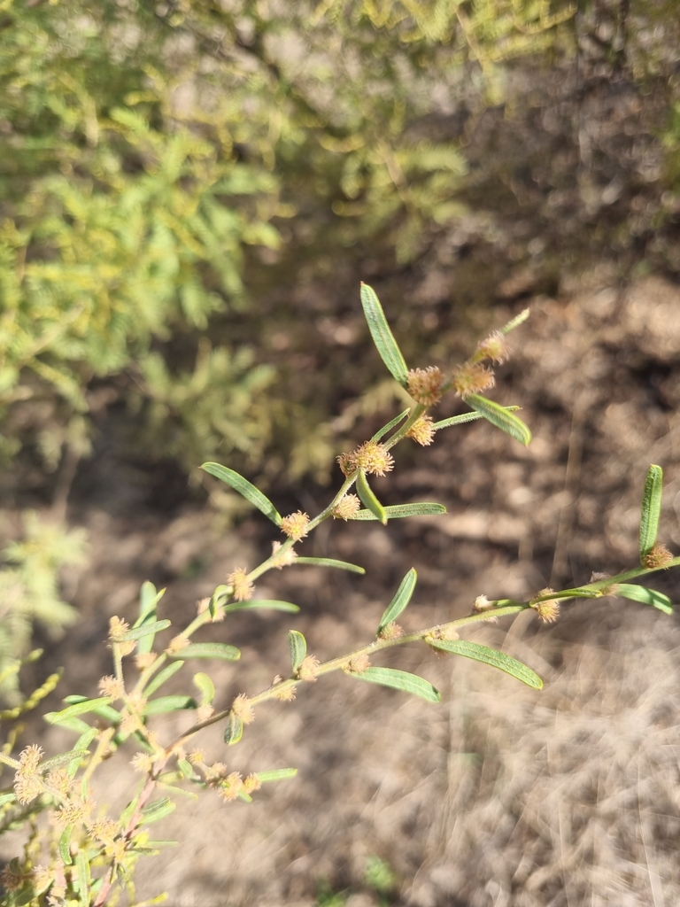 rough wattle from Winton VIC 3673, Australia on April 5, 2023 at 01:33 ...