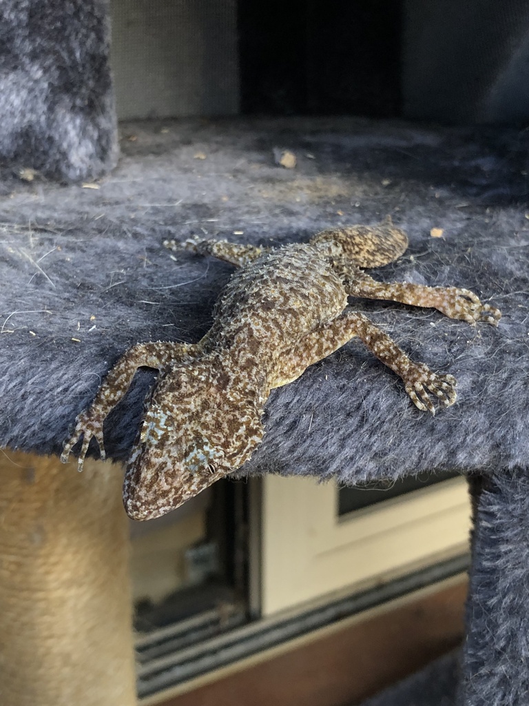 Broad-tailed Gecko in April 2023 by Lachlan Palmes · iNaturalist