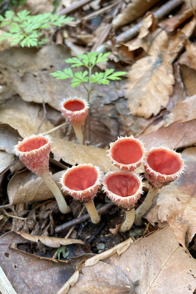 Microstoma macrosporum in April 2023 by Kazuma.i · iNaturalist