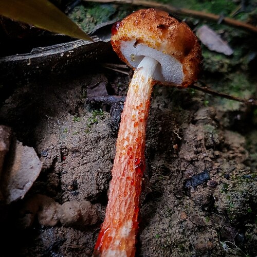 Austroboletus rarus · iNaturalist