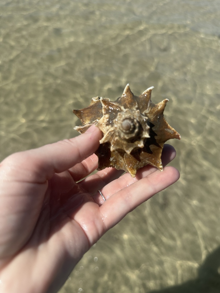 American Crown Conch from Old Tampa Bay, Tampa, FL, US on April 4, 2023 ...