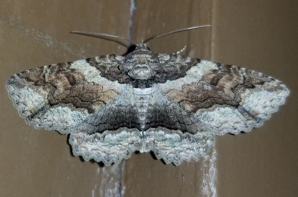 Maple Zale Moth from Fentress County, TN, USA on April 04, 2023 at 08: ...