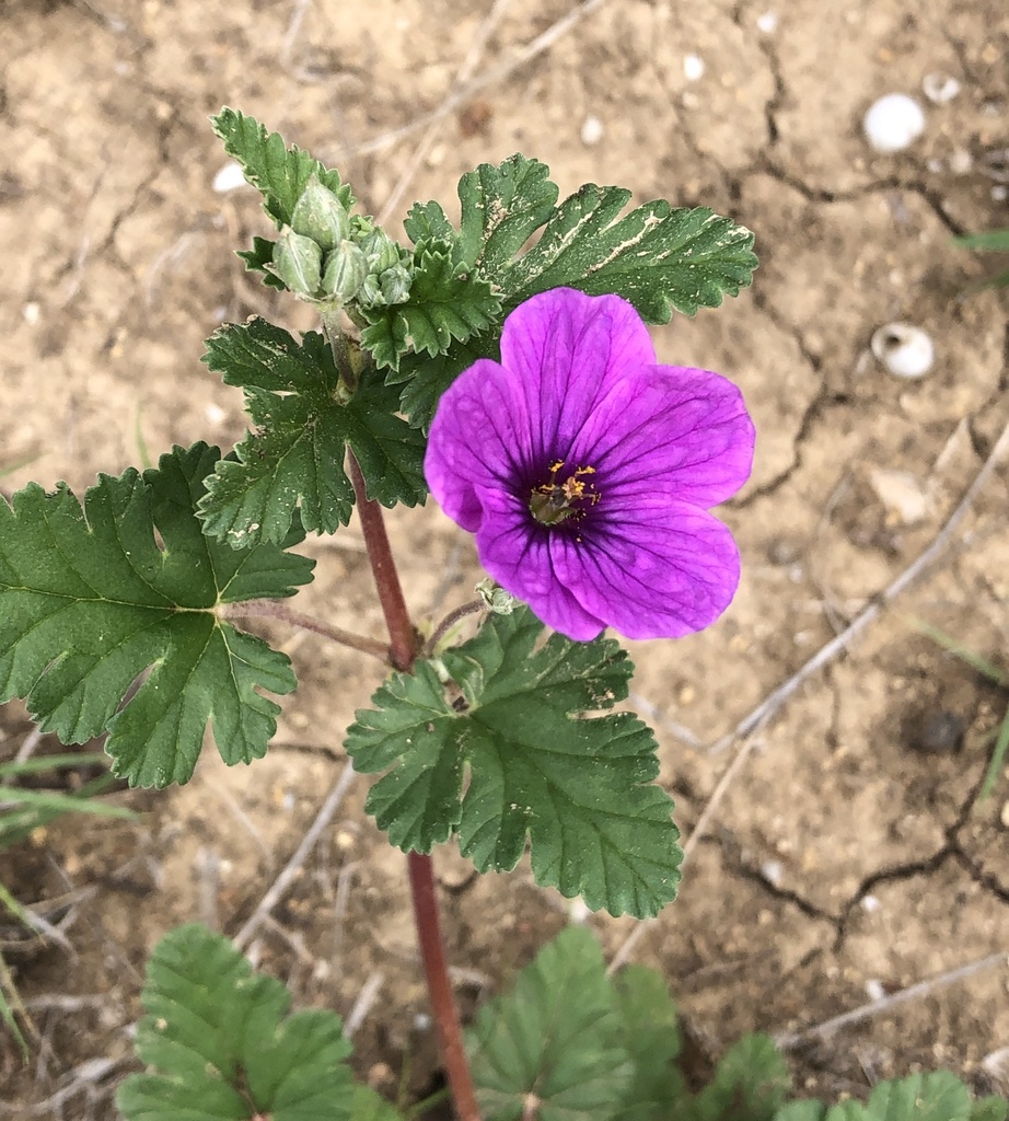 Texas stork's bill from Rio Vista, TX, US on April 4, 2023 at 11:08 AM ...
