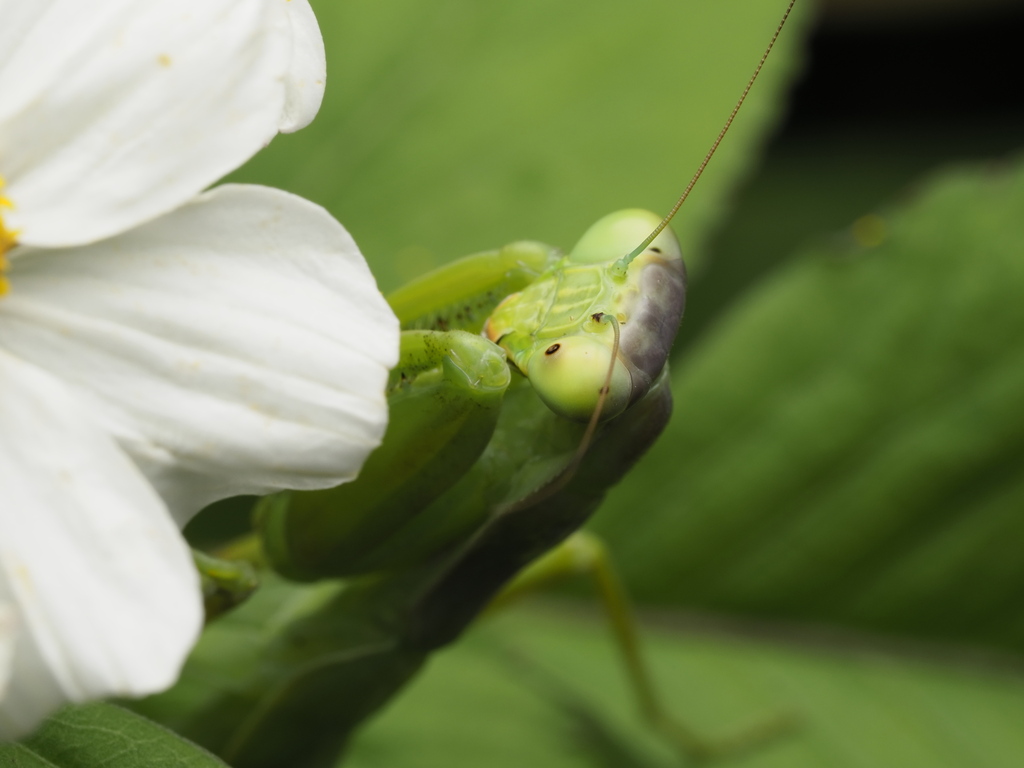 Hierodula patellifera patellifera in April 2023 by S Dowell · iNaturalist